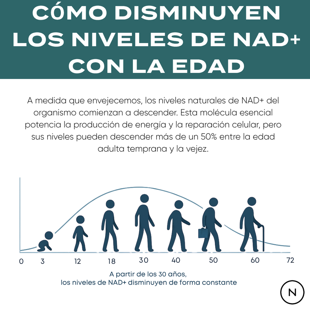 Qué es el NAC | Beneficios de la N-acetilcisteina | Naturecan Chile