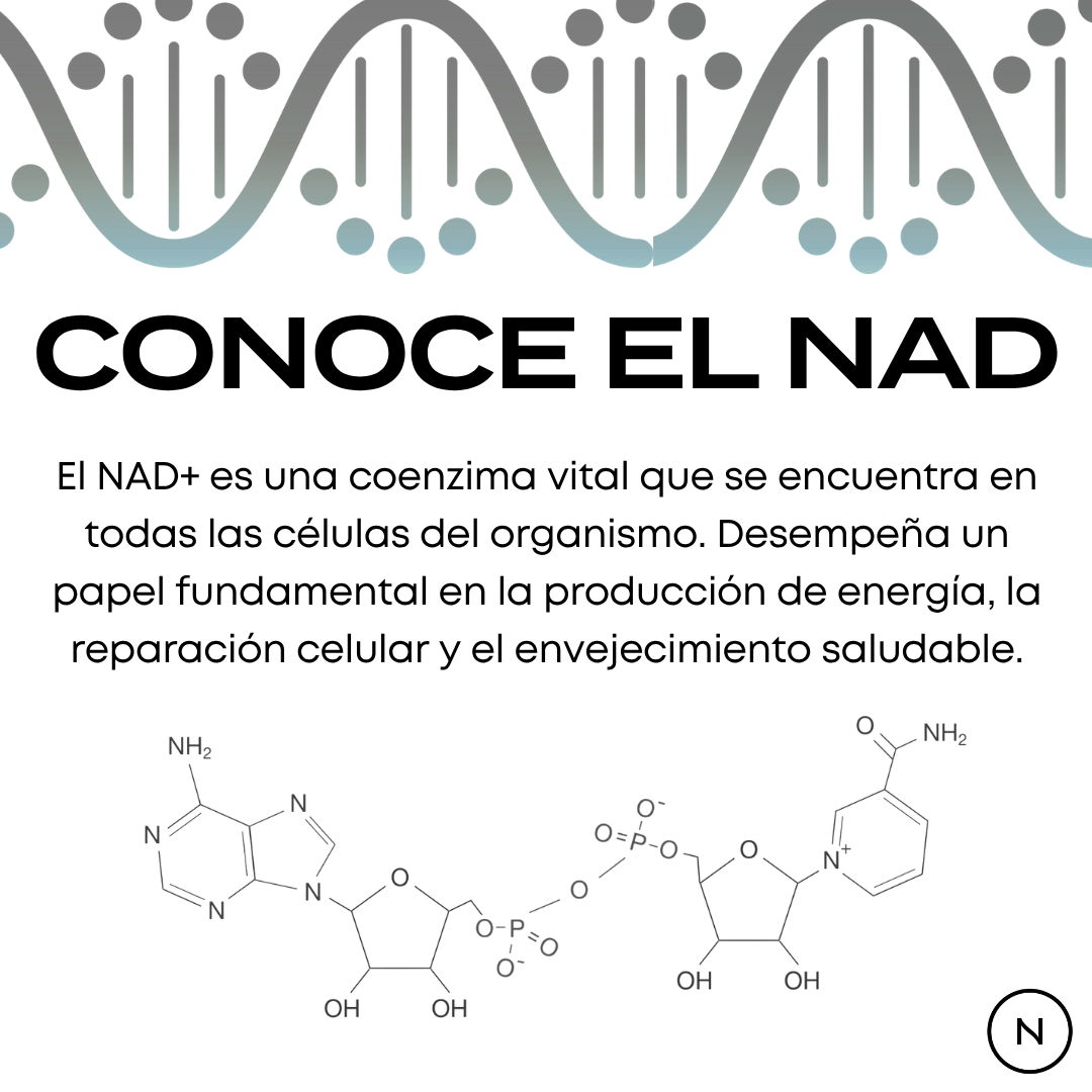 Qué es el NAC | Beneficios de la N-acetilcisteina | Naturecan Chile